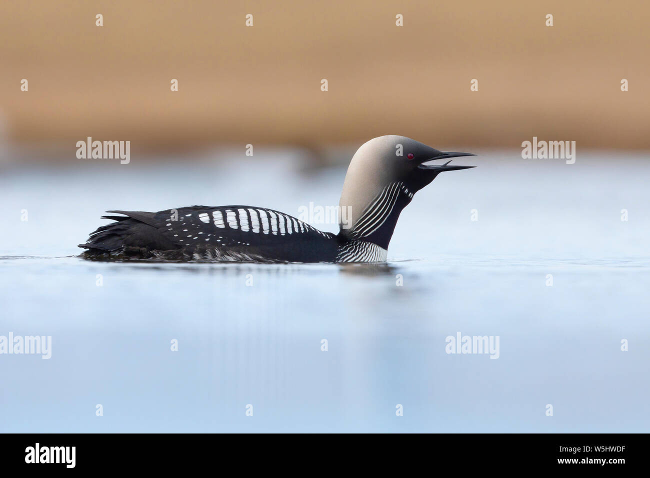 Pacificloon hi-res stock photography and images - Alamy