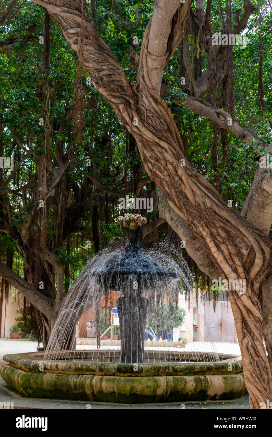 City park in Marsala with old large ficus banyan trees for shadow in ...