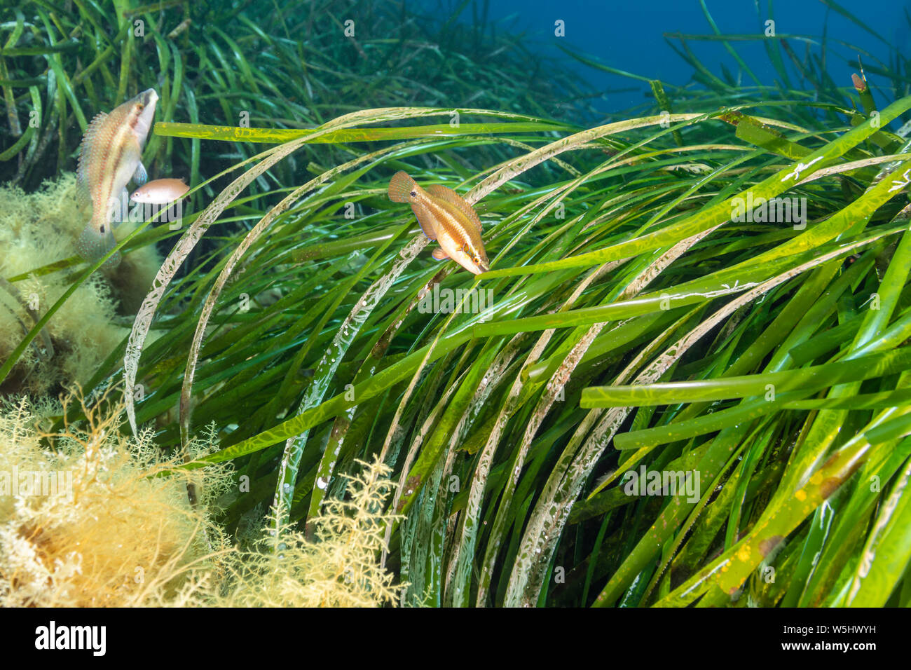 Seagrass-Posidonie (Posidonia oceanica) of Méditerranée sea Stock Photo ...