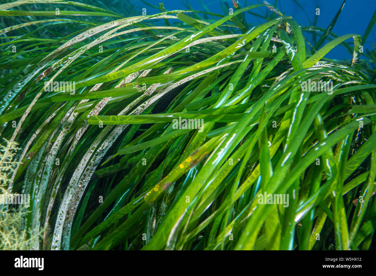 Seagrass-Posidonie (Posidonia oceanica) of Méditerranée sea Stock Photo ...