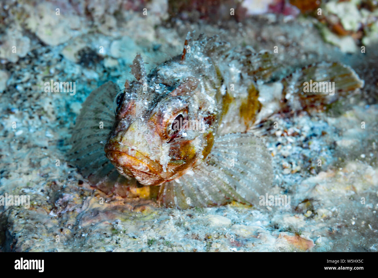 Red scorpionfish-Rascasse rouge (Scorpaena scrofa) of mediterranean sea ...