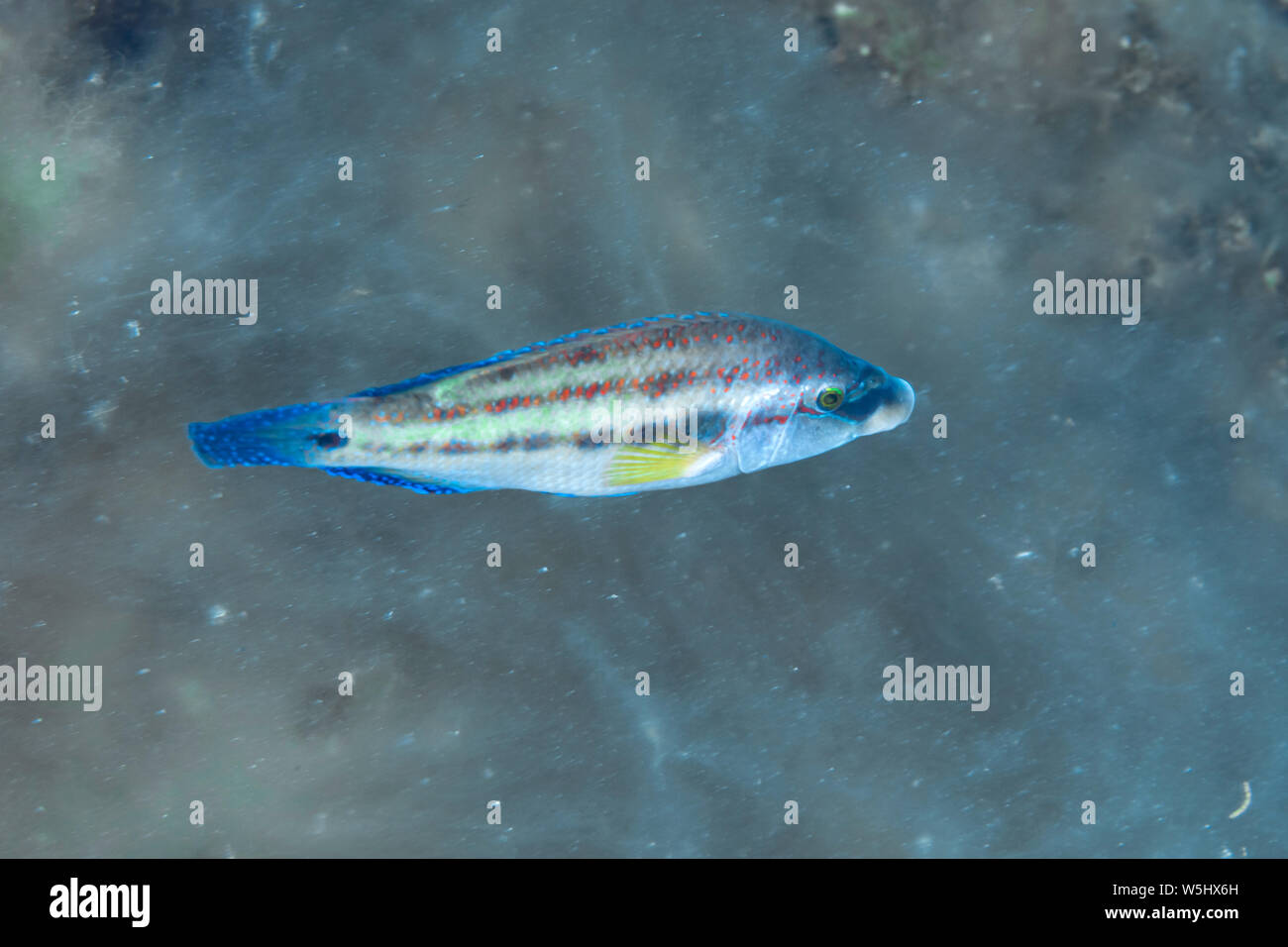 Peacock wrasse hi-res stock photography and images - Alamy