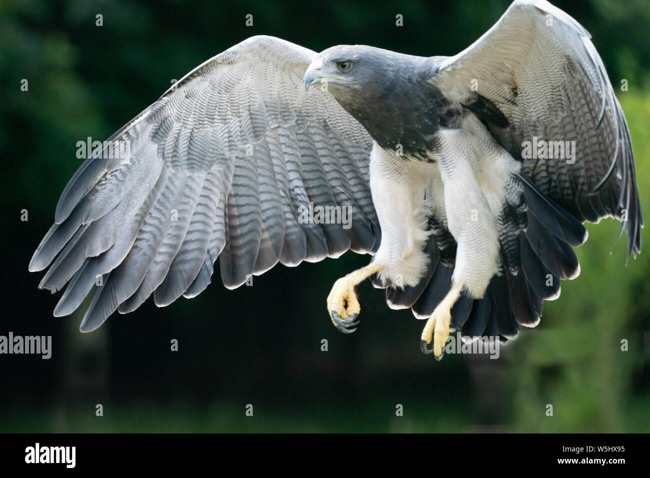 falcon flying showing talons up close Stock Photo - Alamy