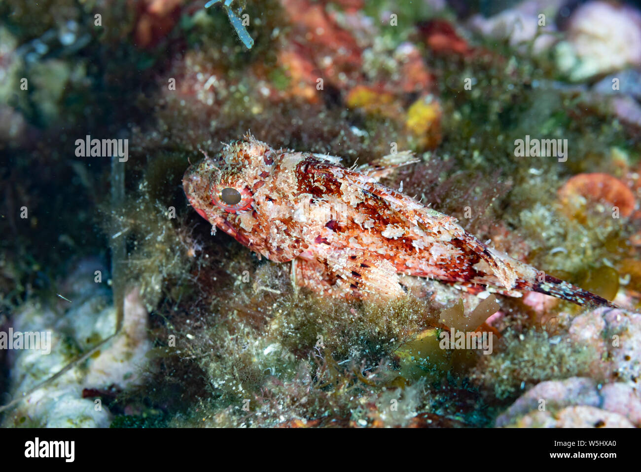 Rascasse rouge hi-res stock photography and images - Alamy