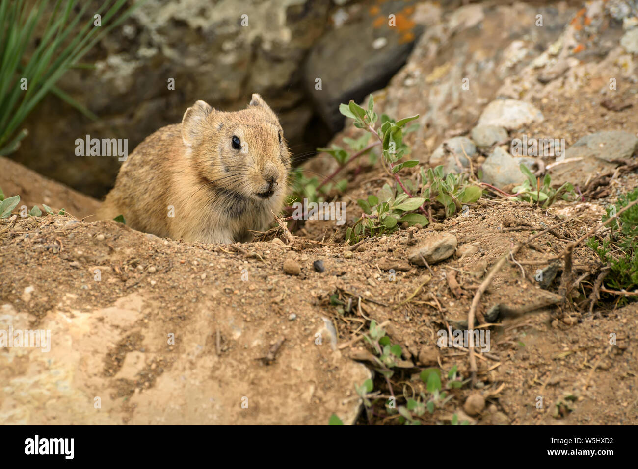 Small curious cute pika (Ochotona) protrudes from the hole in the ...