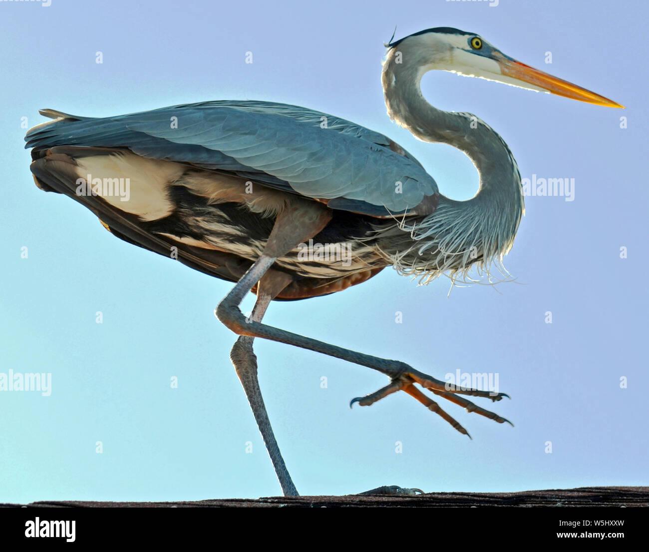 Shaggy sharp claws hi-res stock photography and images - Alamy