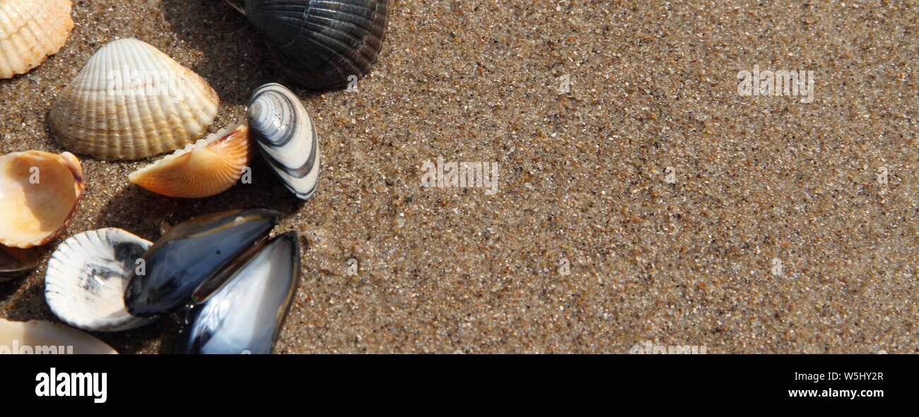 Different sea conch shells hi-res stock photography and images - Alamy