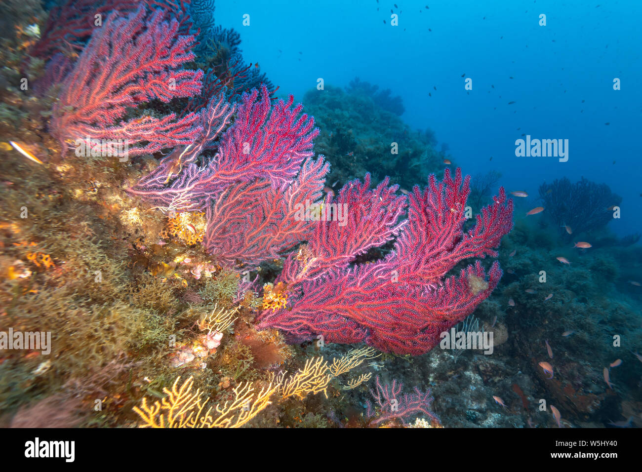 Gorgonacea hi-res stock photography and images - Alamy