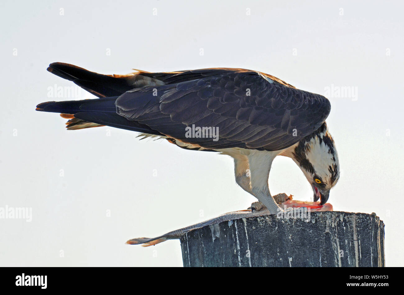 Close up sea hawk hi-res stock photography and images - Alamy