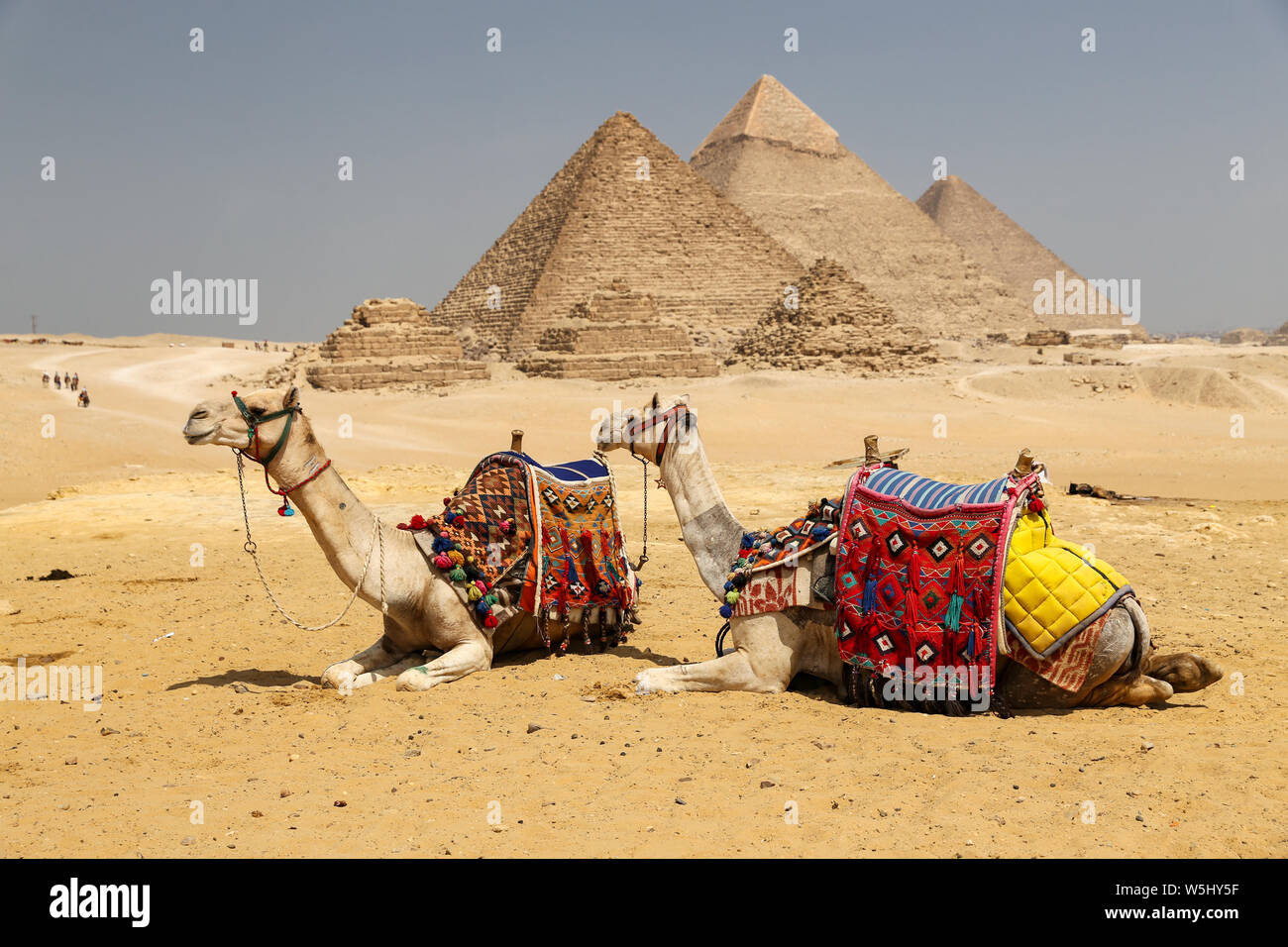 Camels in Giza Pyramid Complex, Cairo City, Egypt Stock Photo - Alamy
