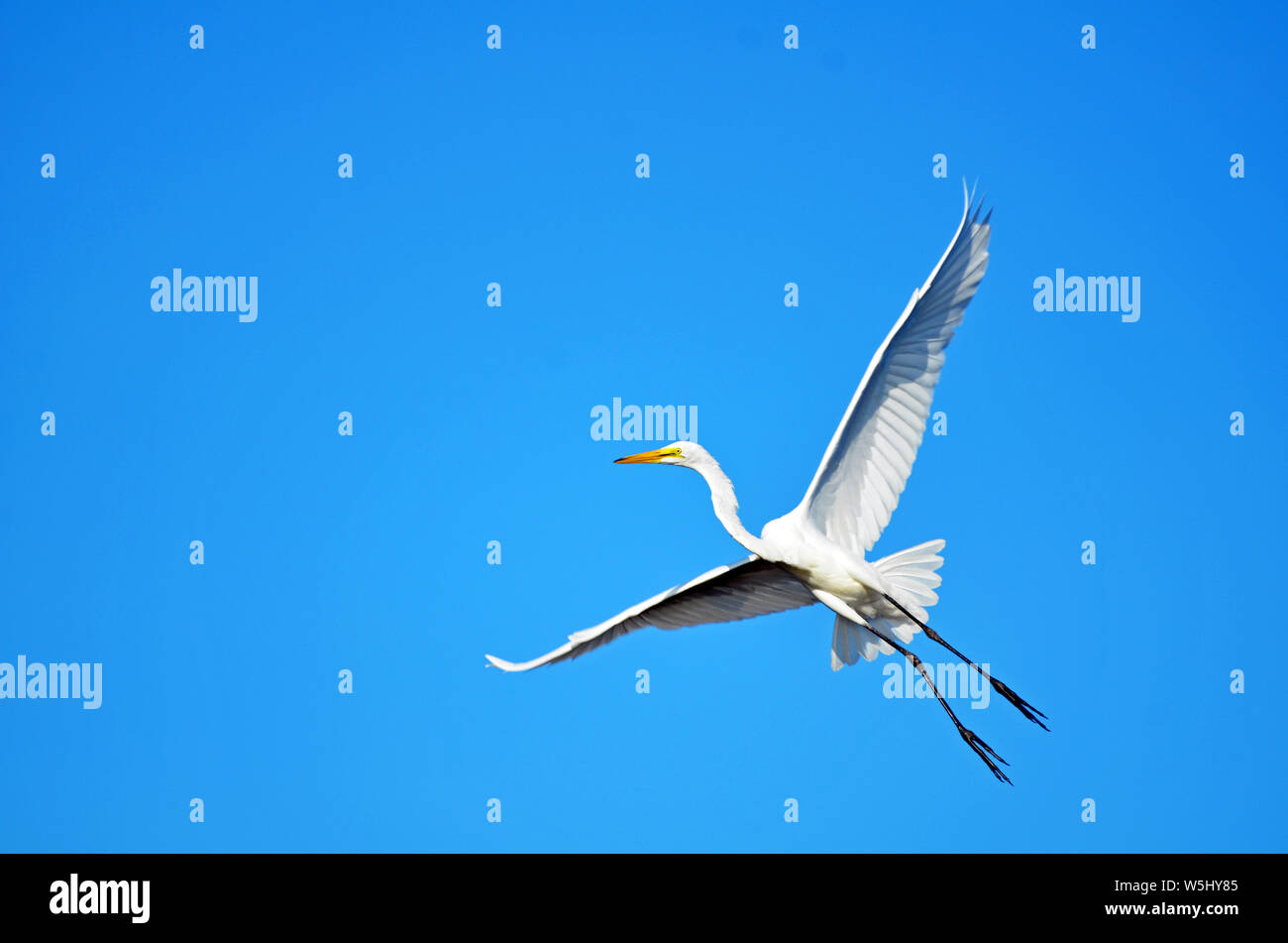 Birds with long black legs hi-res stock photography and images - Alamy