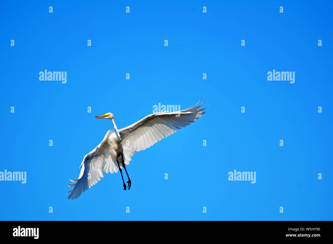 Great white egret in flight with wings bent, tail spread, black legs ...