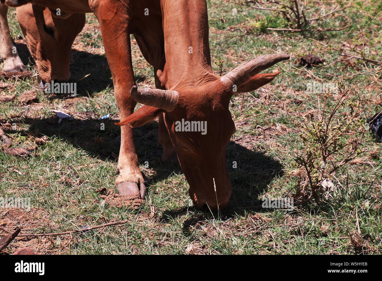 Cow in the village of Tanzania, Africa Stock Photo - Alamy