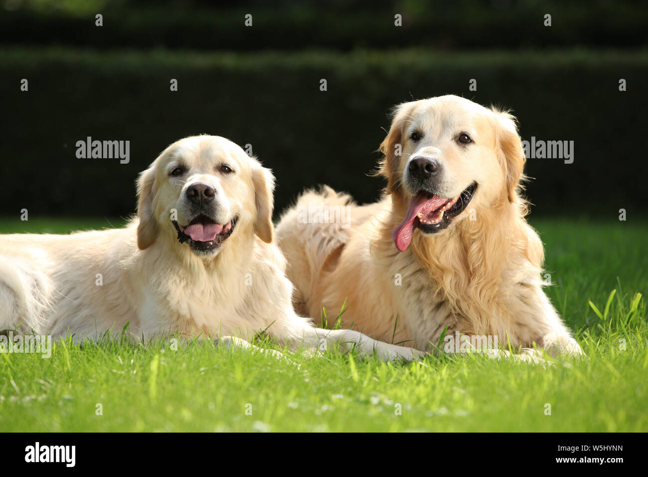 Amazing golden retrievers together in the garden Stock Photo - Alamy