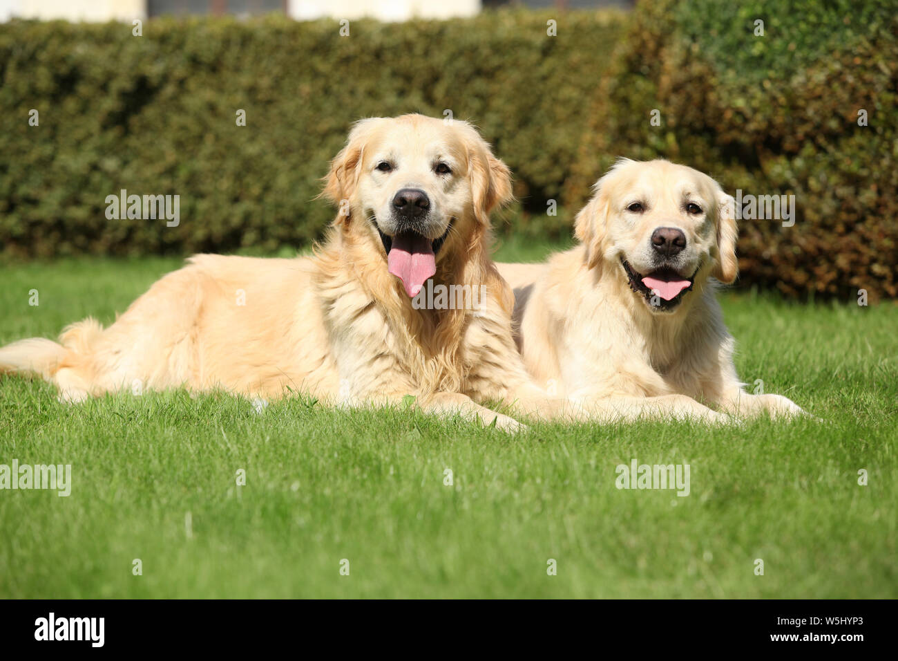 Amazing golden retrievers together in the garden Stock Photo - Alamy