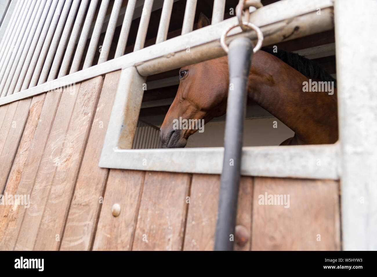 Stable ventilation horse hi-res stock photography and images - Alamy