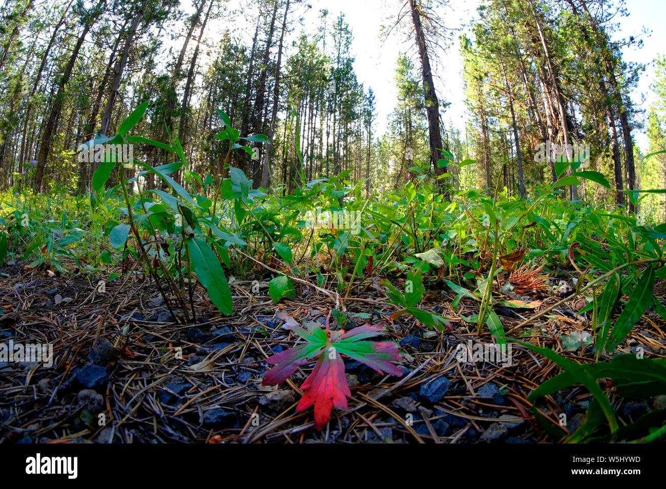 Red leaf forest floor with pine trees in wilderness background Stock ...