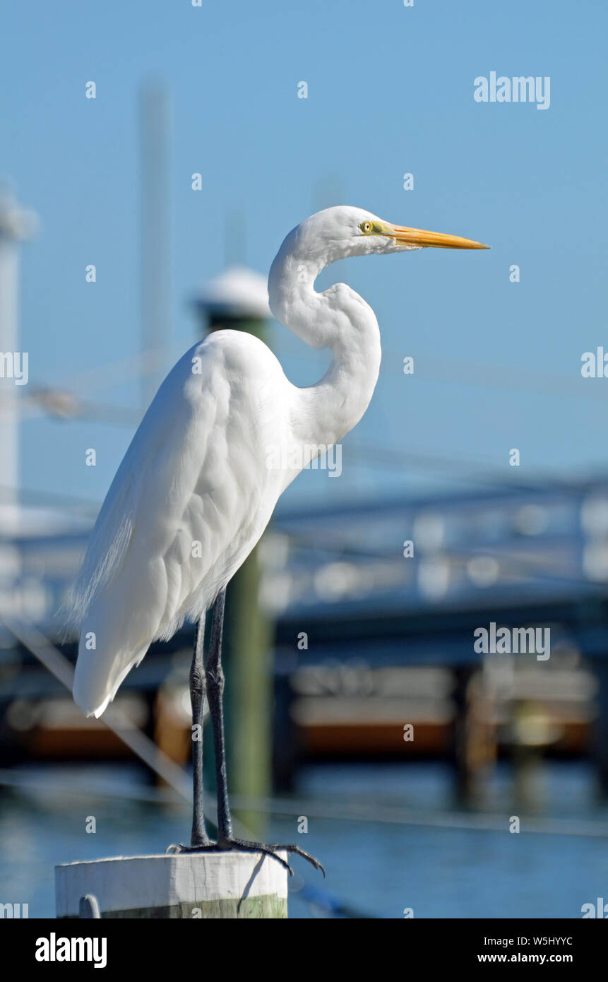 Birds with yellow legs hi-res stock photography and images - Alamy
