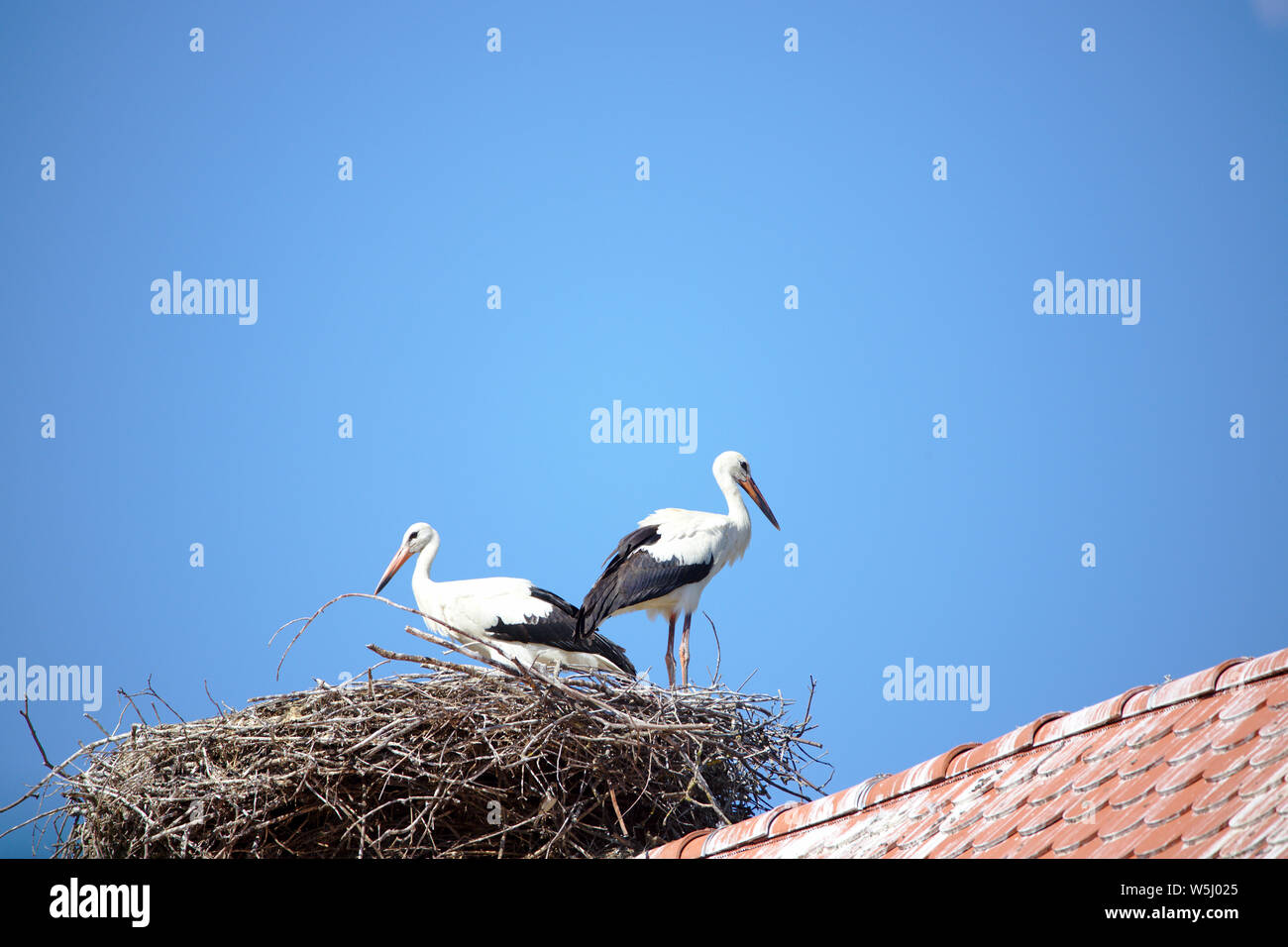 two storks on roof and nest Stock Photo - Alamy