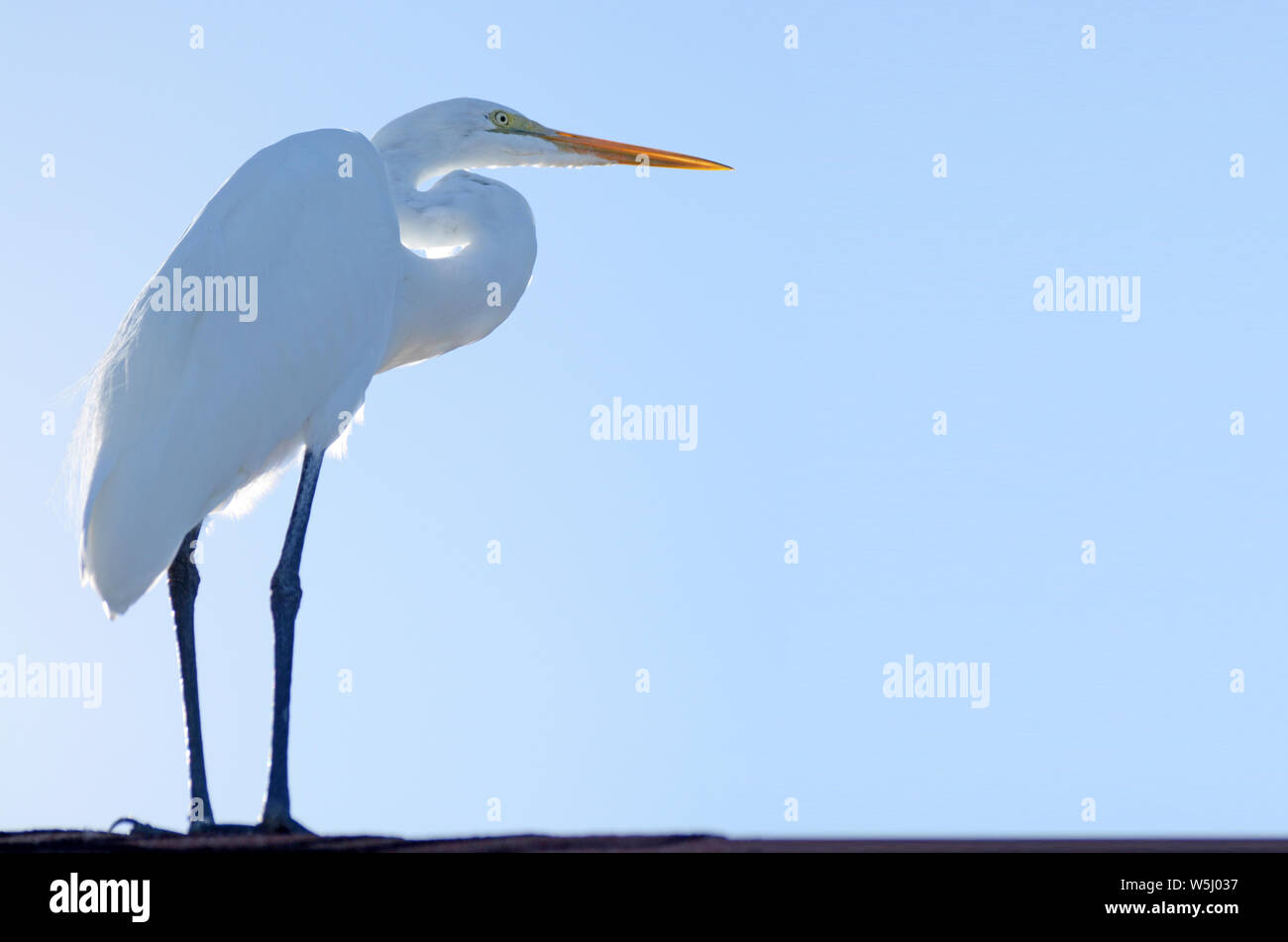 Great white egret standing to left, with shiny black legs, bent S ...