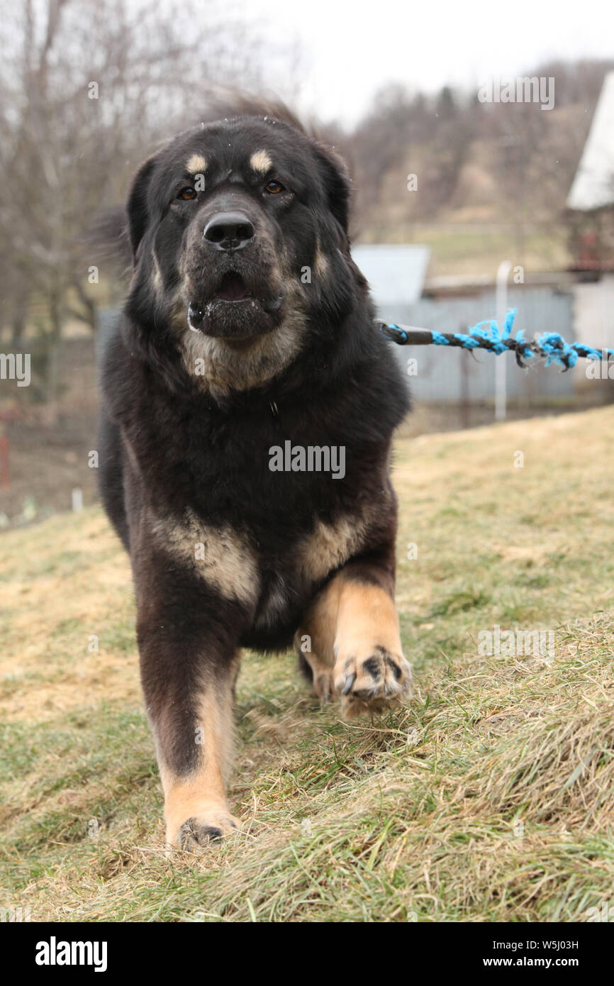 Mad Tibetan Mastiff Puppies