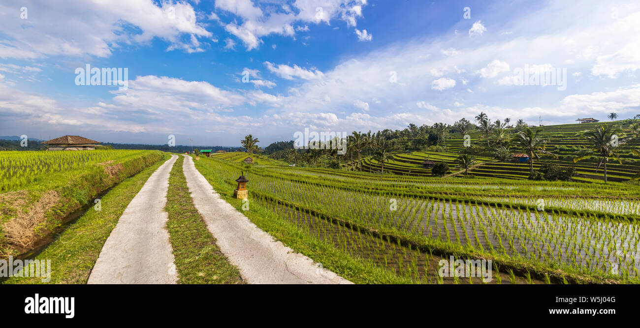 Country road at rice fields of Jatiluwih in southeast Bali, Indonesia ...