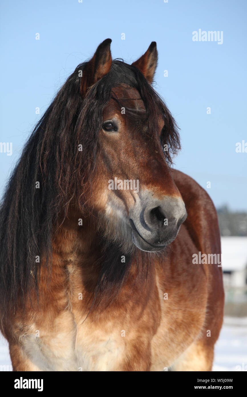 Dutch draught horse stallion with long mane standing on snow in sunny ...
