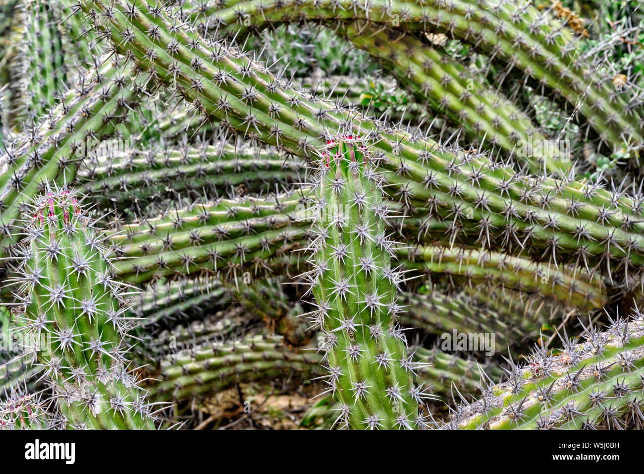 Tangled octopus cactus with prickly spines, in the desert Stock Photo ...