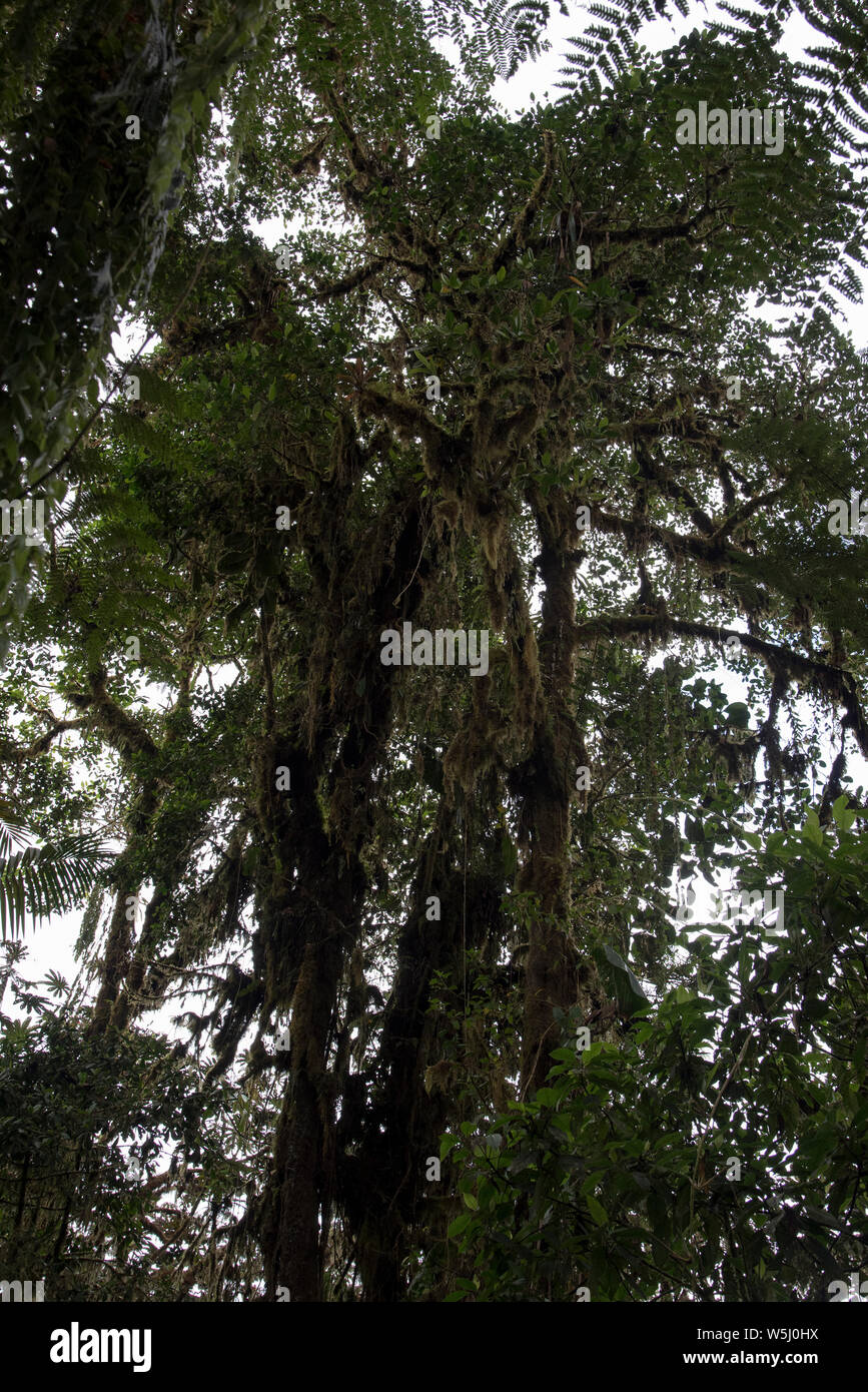 Dense rainforest andes hi-res stock photography and images - Alamy