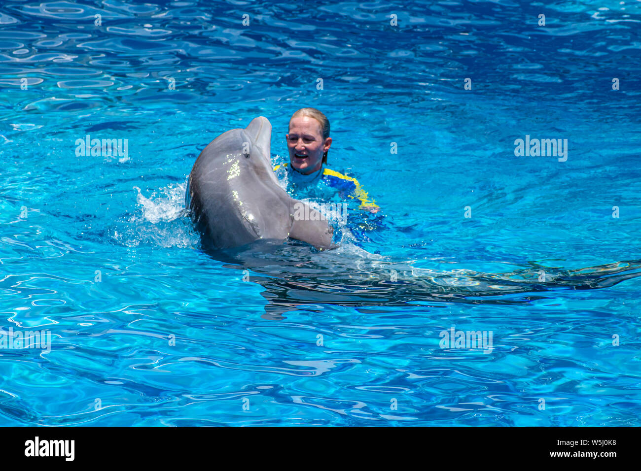 Orlando, Florida. July 18, 2019. Woman trainer swimming with dolphin at ...