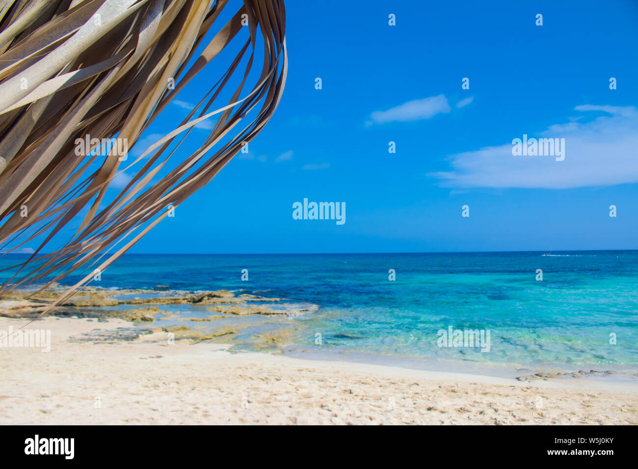 Beach and palm trees, sunny day Cyprus Stock Photo - Alamy