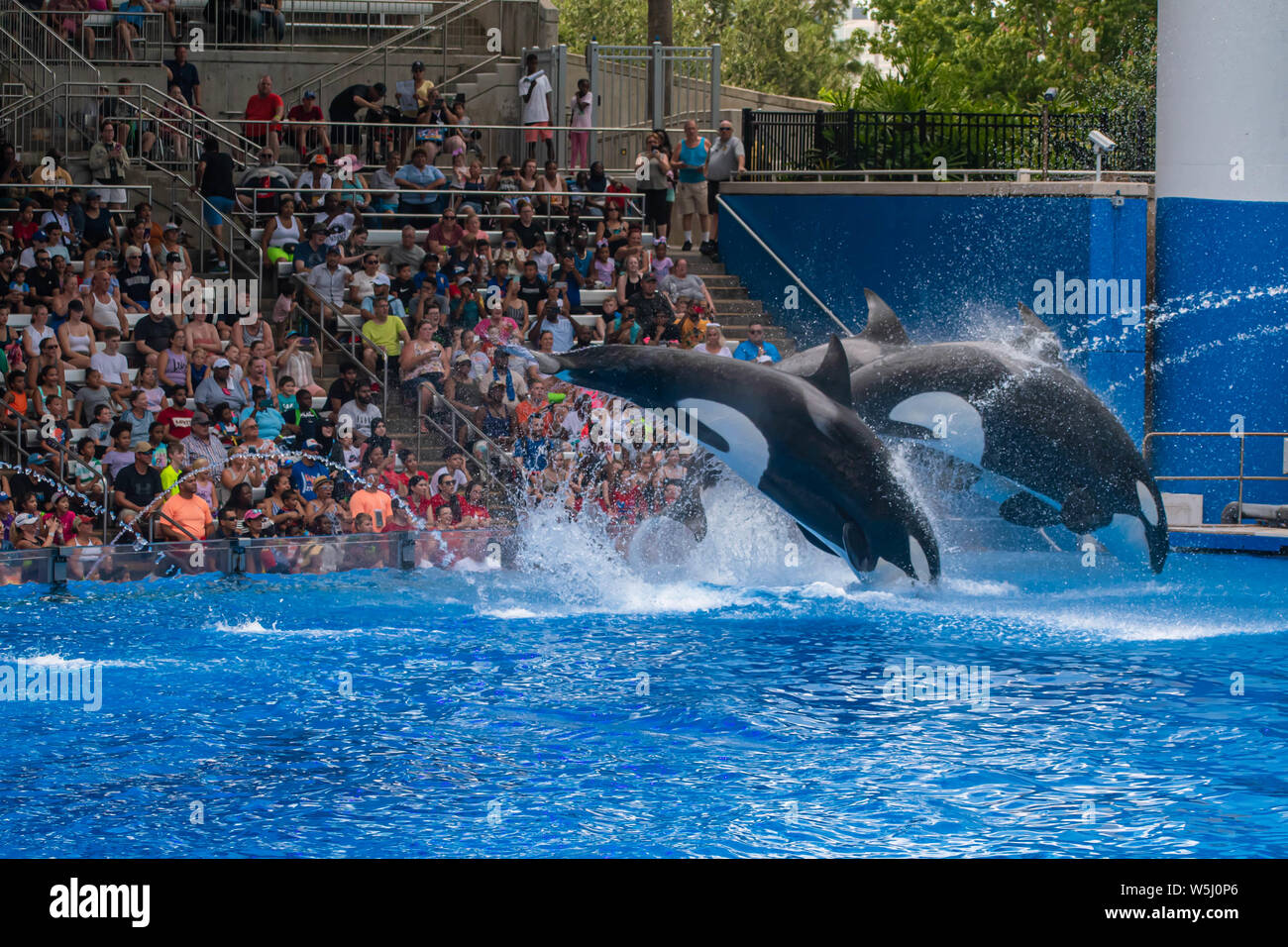 Orlando, Florida. July 18, 2019. Beautiful killer whales jumping in One ...