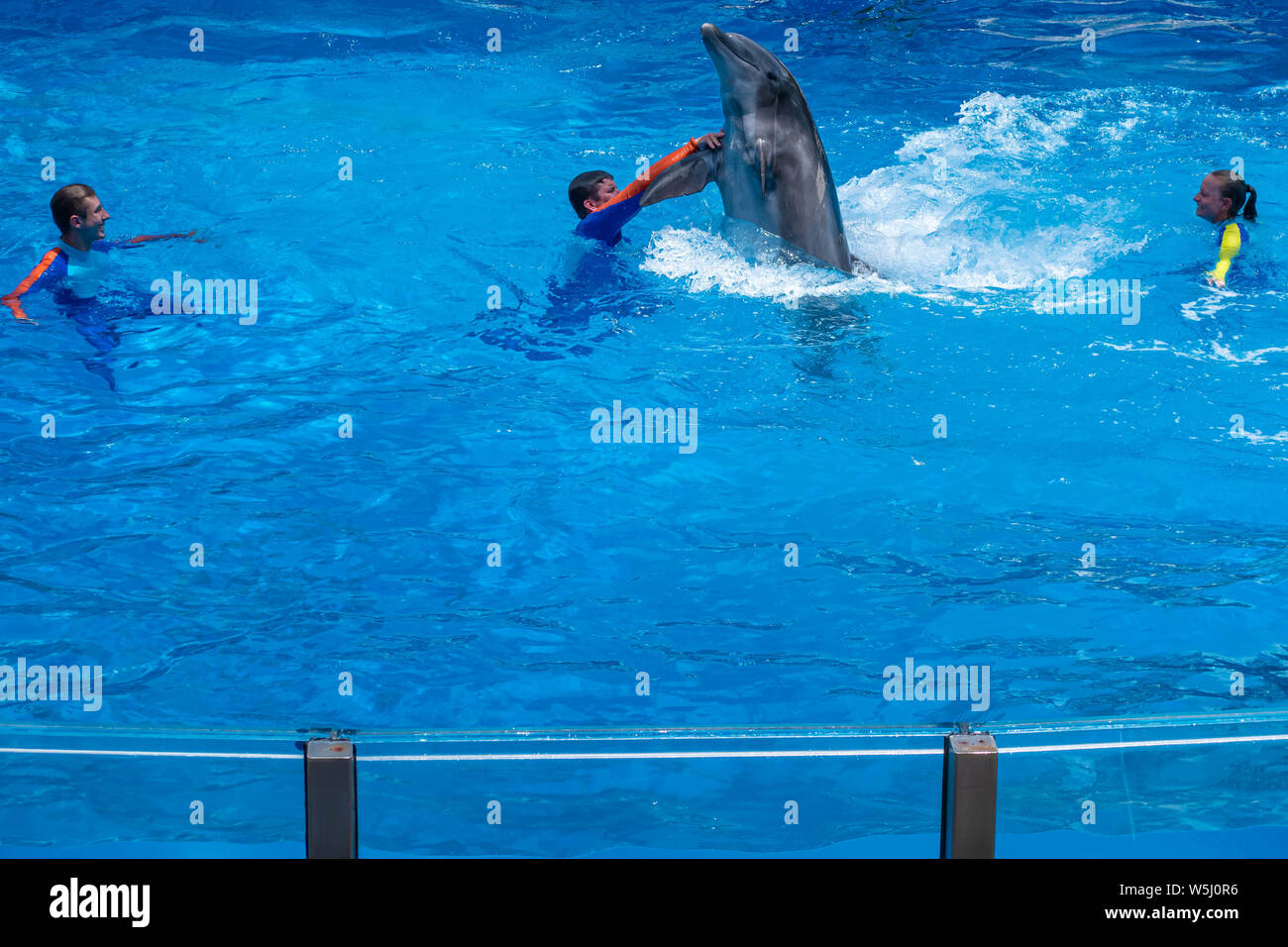 Dolphin trainer jump fish hi-res stock photography and images - Alamy