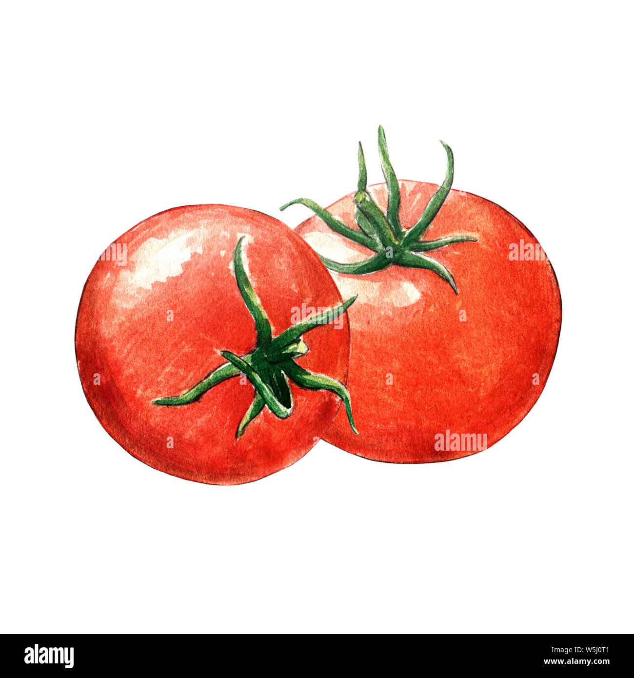 Tomato Vector Free Download