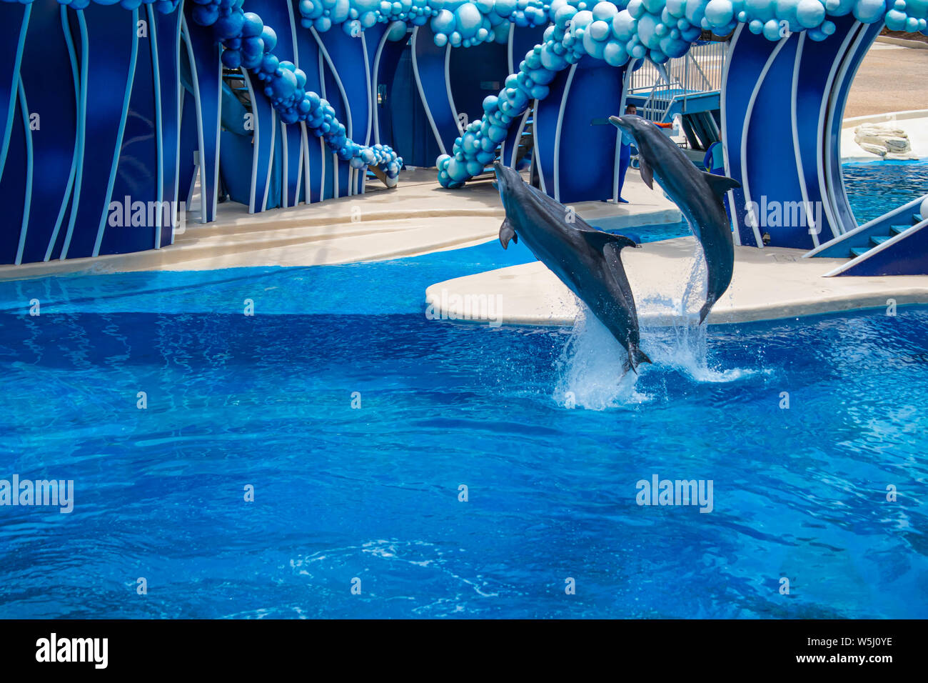 Dolphins seaworld florida hi-res stock photography and images - Alamy