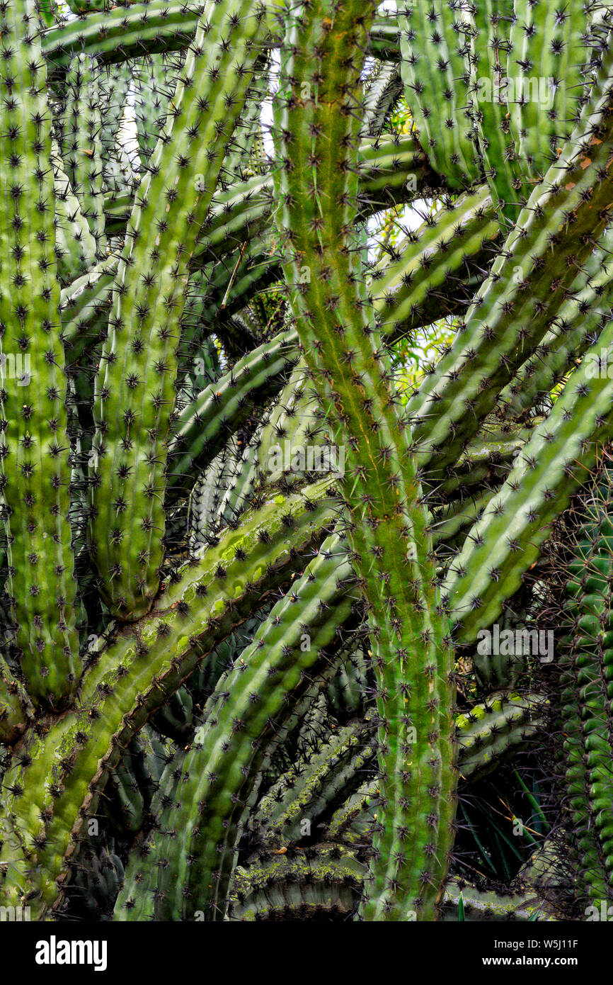 Octopus Cactus High Resolution Stock Photography and Images - Alamy