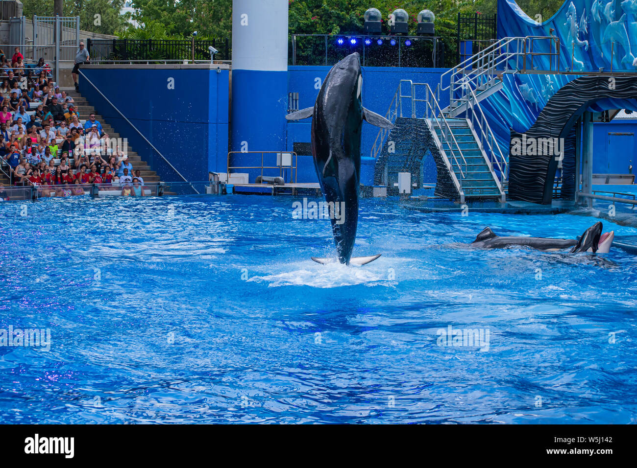 Orlando, Florida. July 18, 2019. Majestic killer whales jumping in One ...