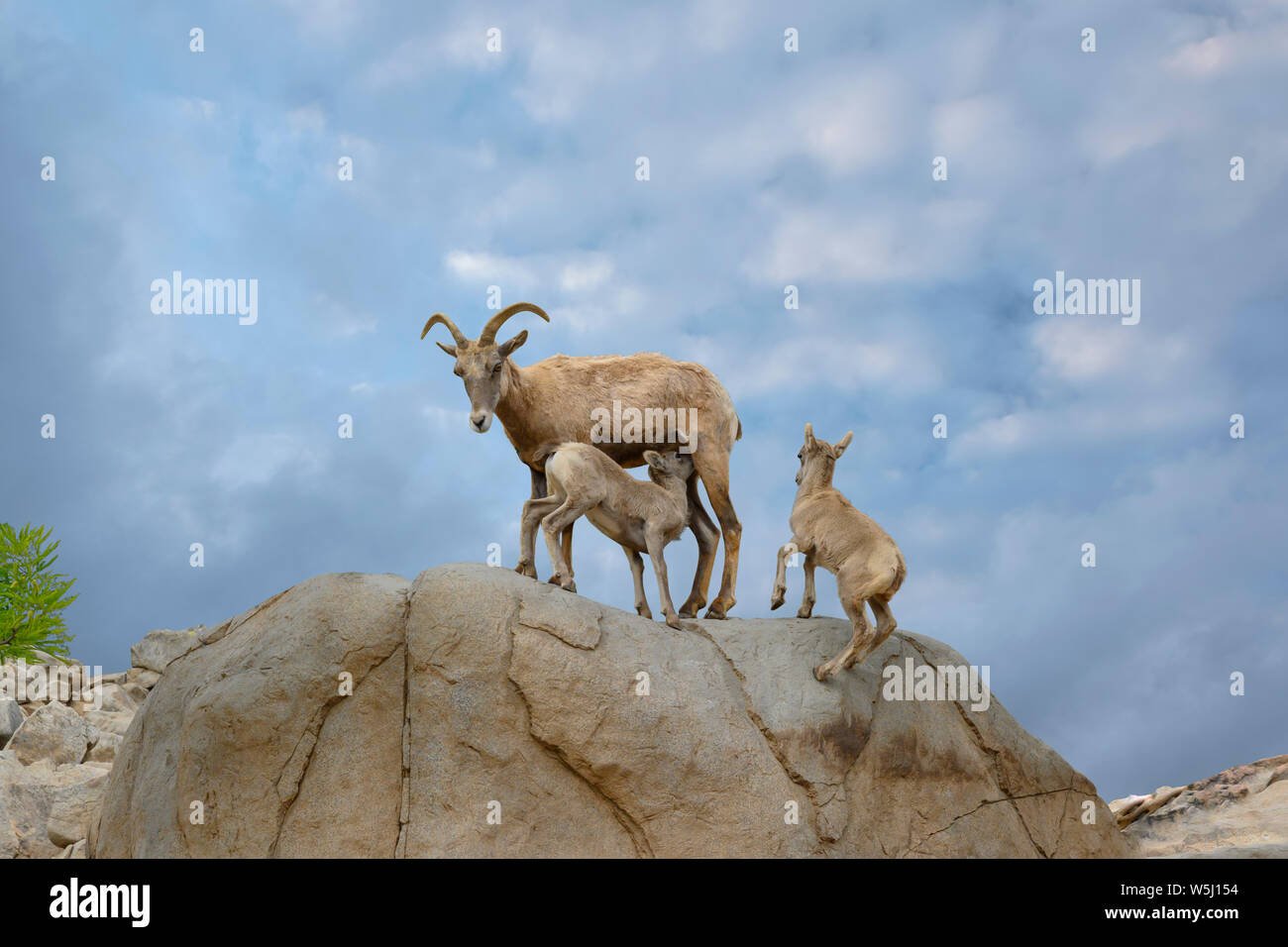 Three hunting horns hi-res stock photography and images - Alamy