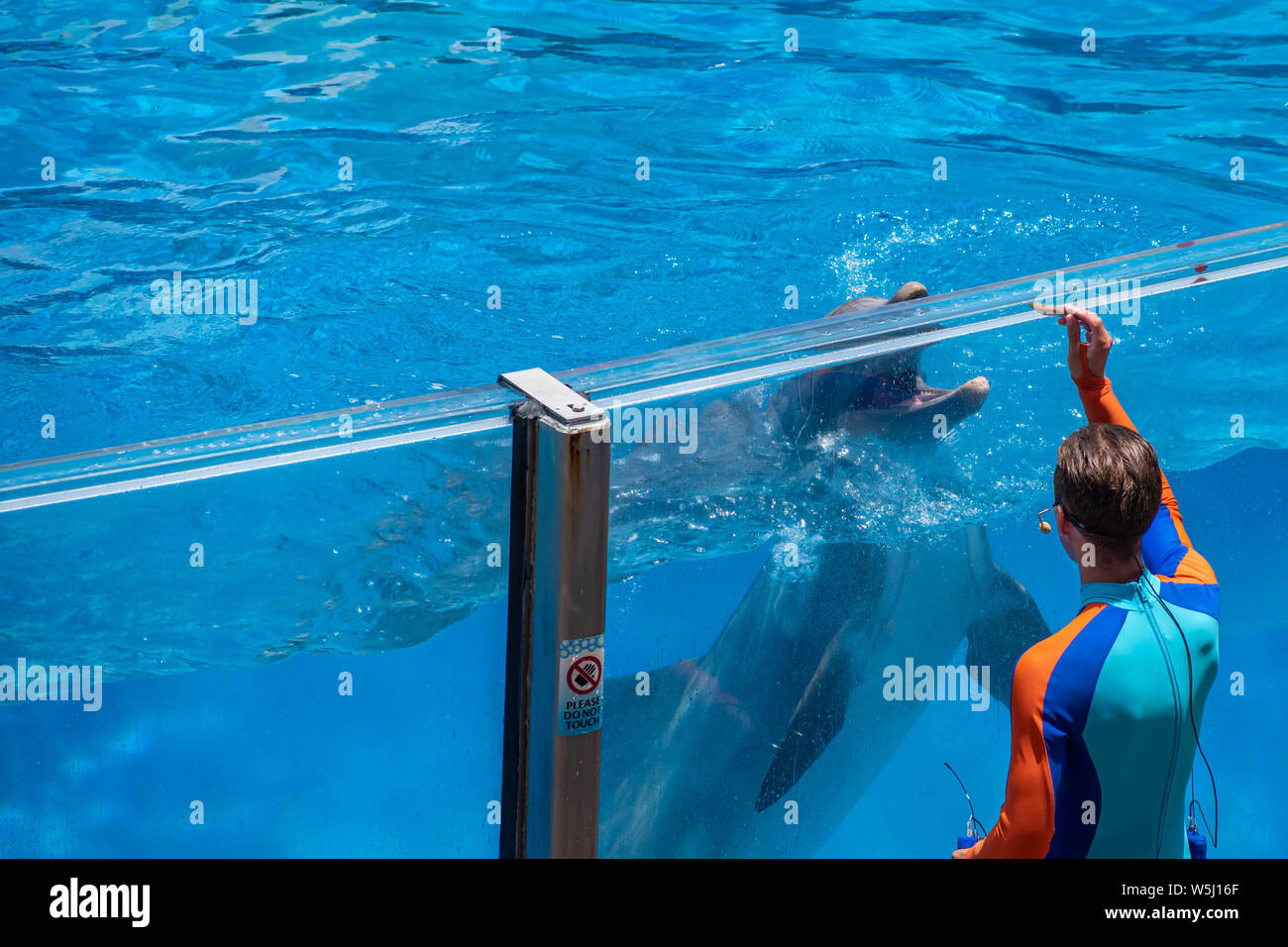 Dolphin trainer jump fish hi-res stock photography and images - Alamy