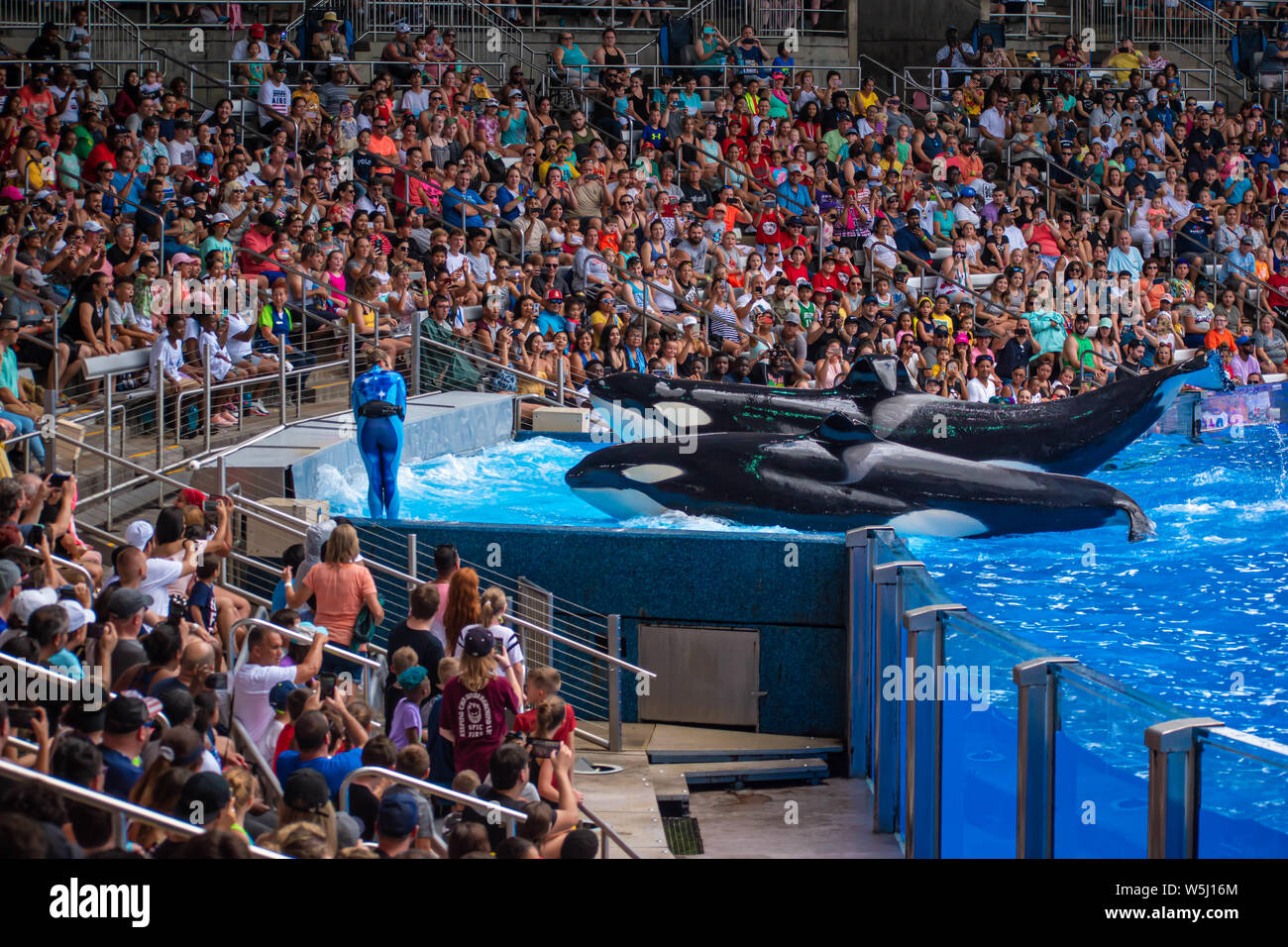 Orlando, Florida. July 18, 2019. People enjoying killer whales in One ...