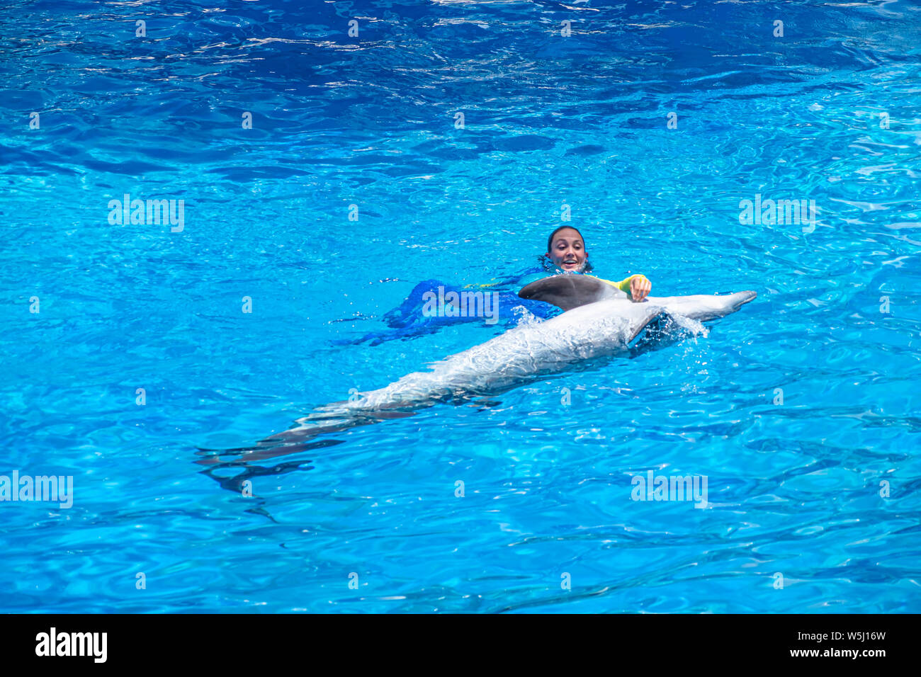 Dolphin trainer jump fish hi-res stock photography and images - Alamy