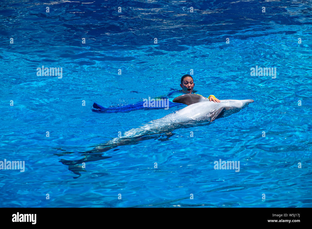 Orlando, Florida. July 18, 2019. Woman trainer swimming with dolphin at ...