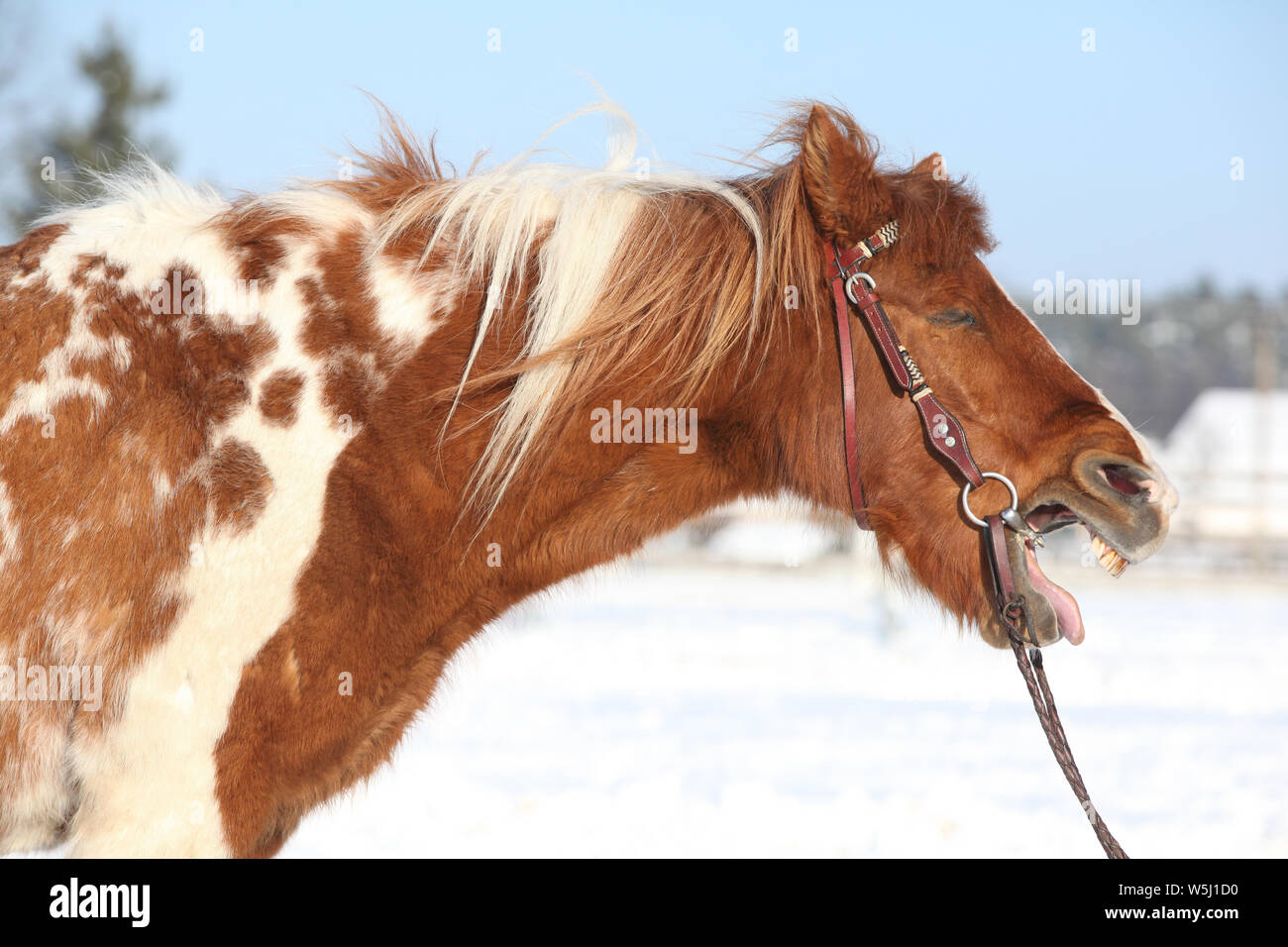 Horse pony yawn yawning hi-res stock photography and images - Alamy
