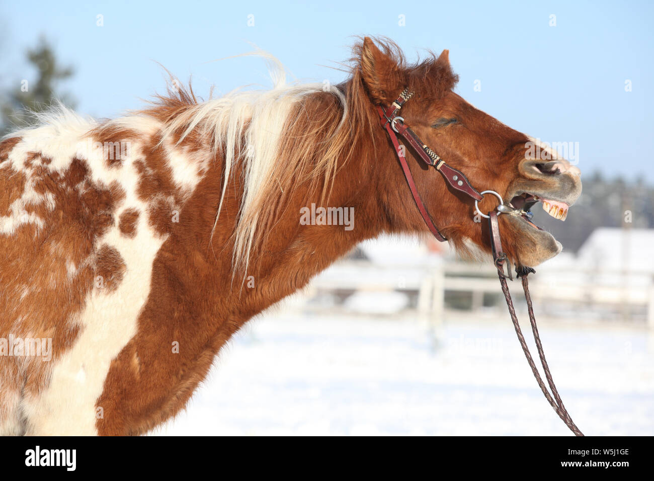 Horse pony yawn yawning hi-res stock photography and images - Alamy