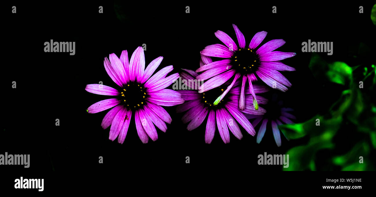 High contrast photo of Echinacea flowers with a dark green background ...