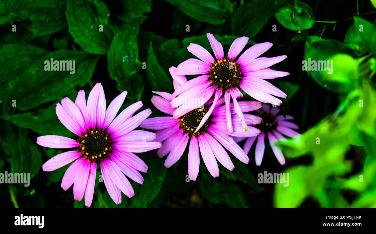 High contrast photo of Echinacea flowers with a dark green background ...