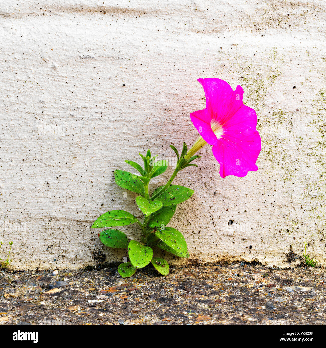 Lonely little petunia hi-res stock photography and images - Alamy