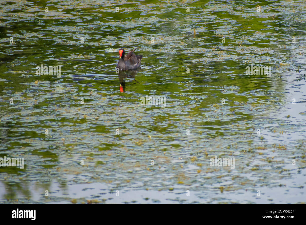 Orlando, Florida. July 09, 2019 Little duck swimming in swamp in ...