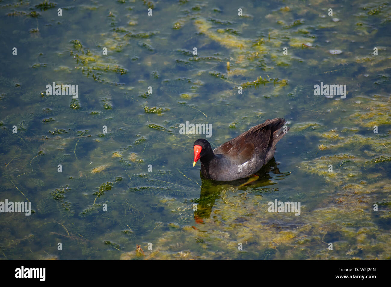 Orlando, Florida. July 09, 2019 Little duck swimming in swamp in ...