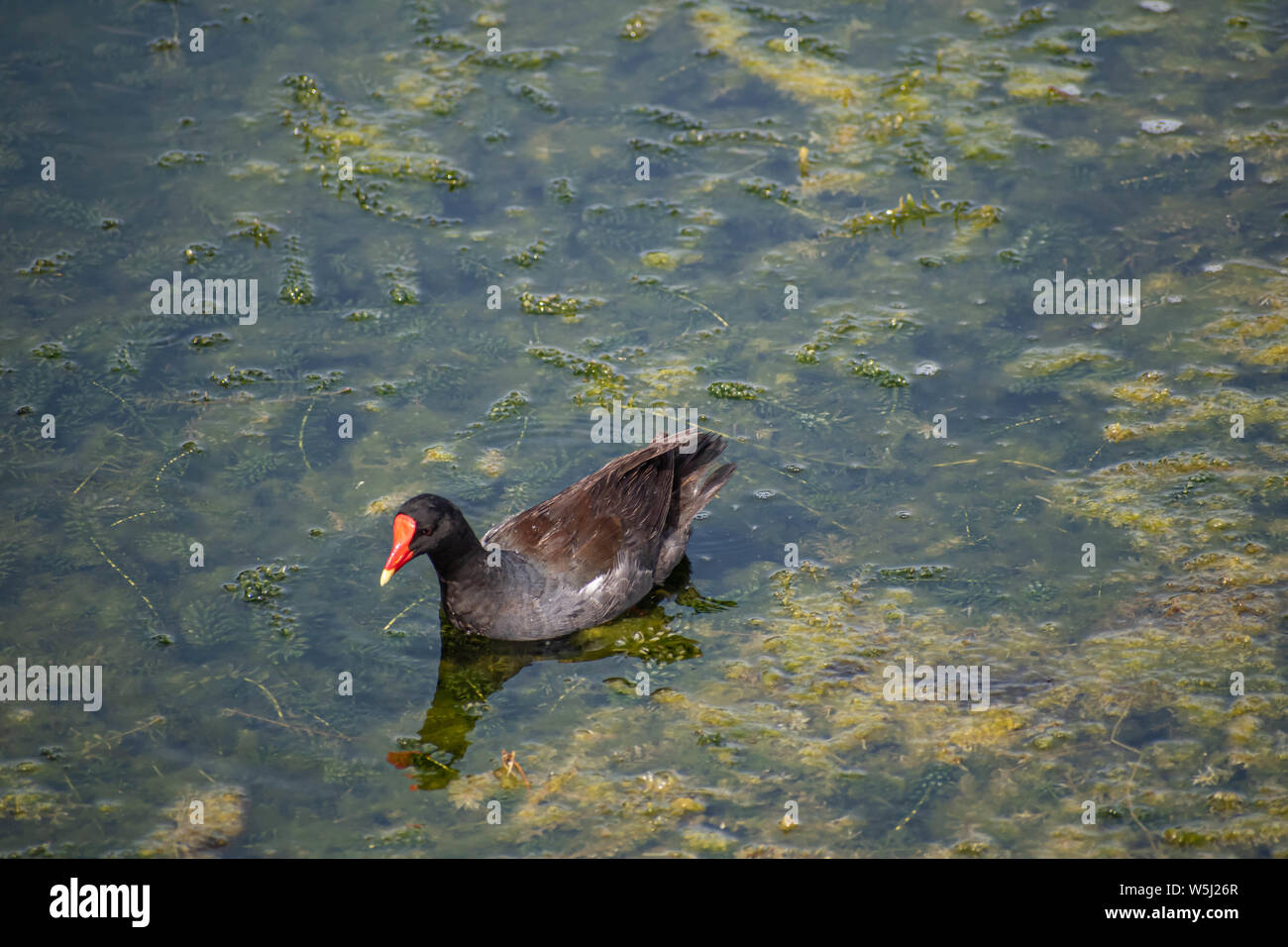 Orlando, Florida. July 09, 2019 Little duck swimming in swamp in ...